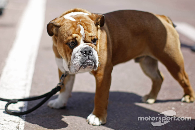 Roscoe, the dog owned by Lewis Hamilton, Mercedes AMG F1 at Monaco GP
